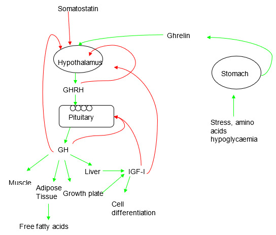 IGF-1 vs HGH – Which Growth Hormone Works Better?